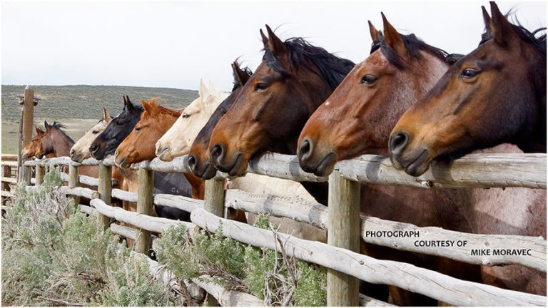 Summer Horse Rental - Sombrero Ranches